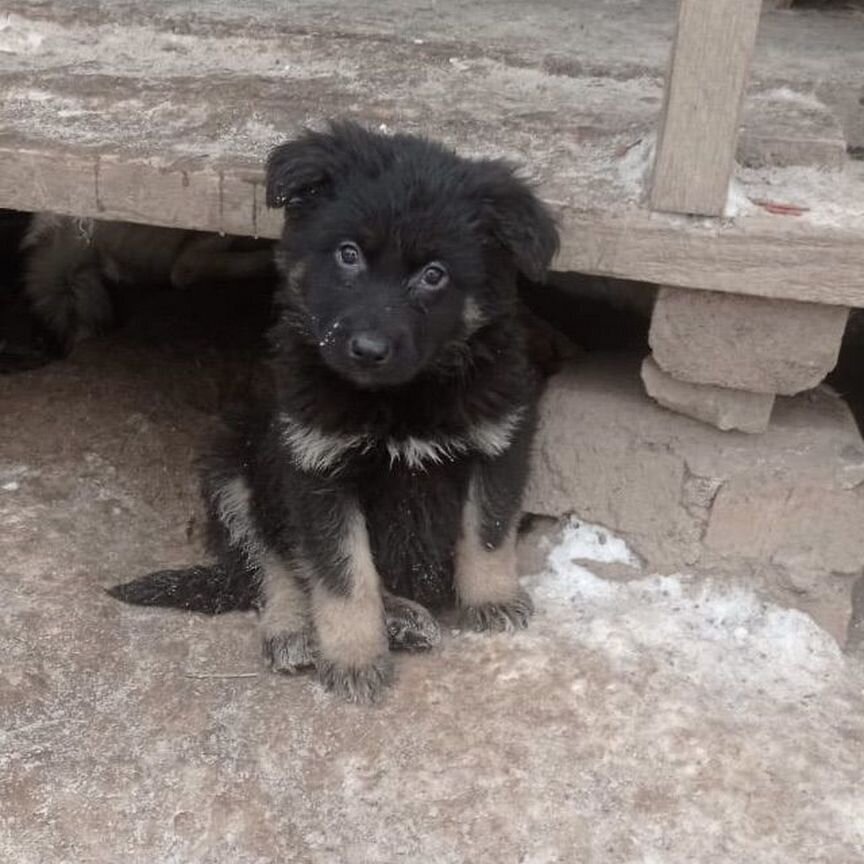 Немецкая овчарка