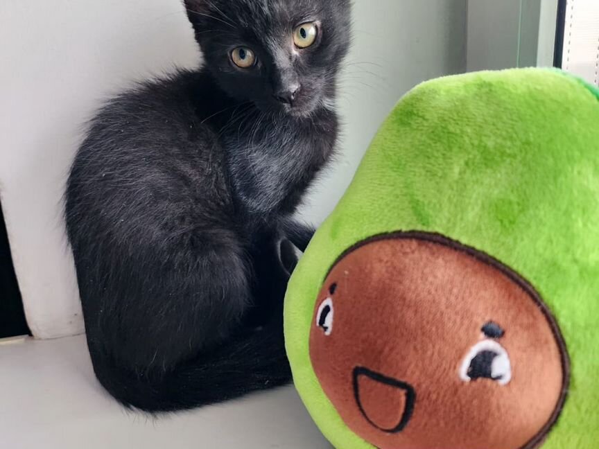 Котёнок в дар бесплатно