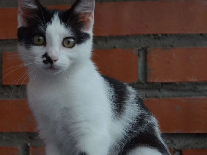 Котенок кошечка Муся 3 месяца