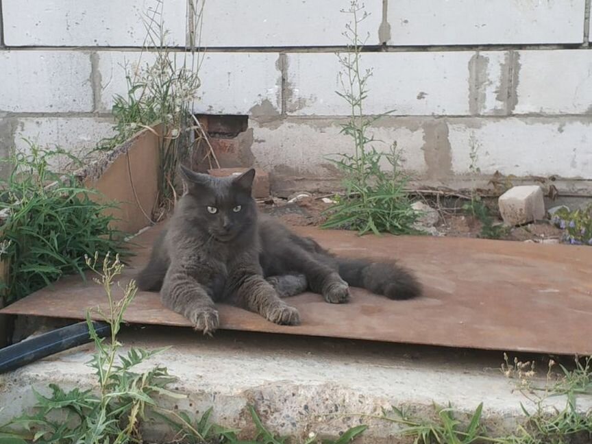 Кошка нибелунг