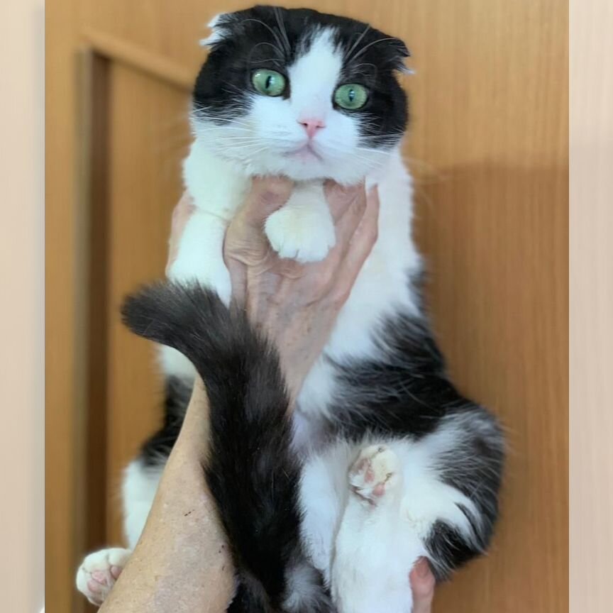 Кошечка черно белая