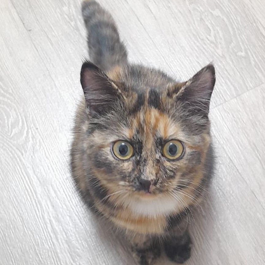 Взрослая, кошка в добрые руки