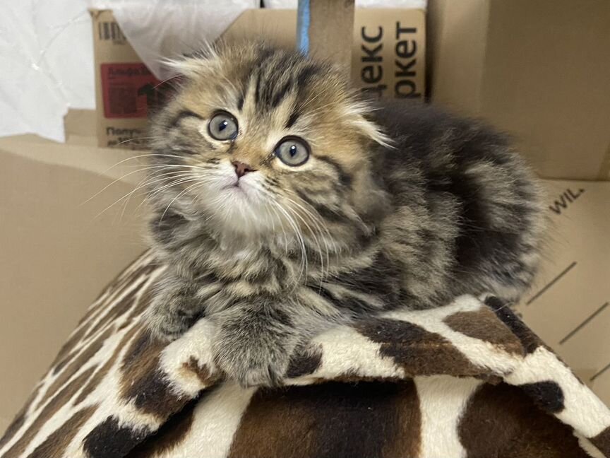 Шатланская вислоухая девочка