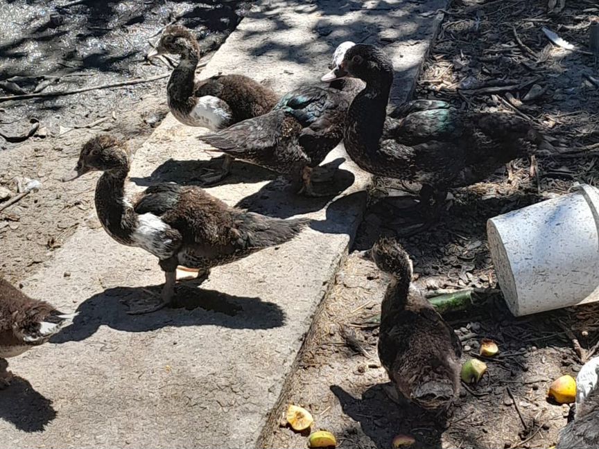 Продаются индоутята