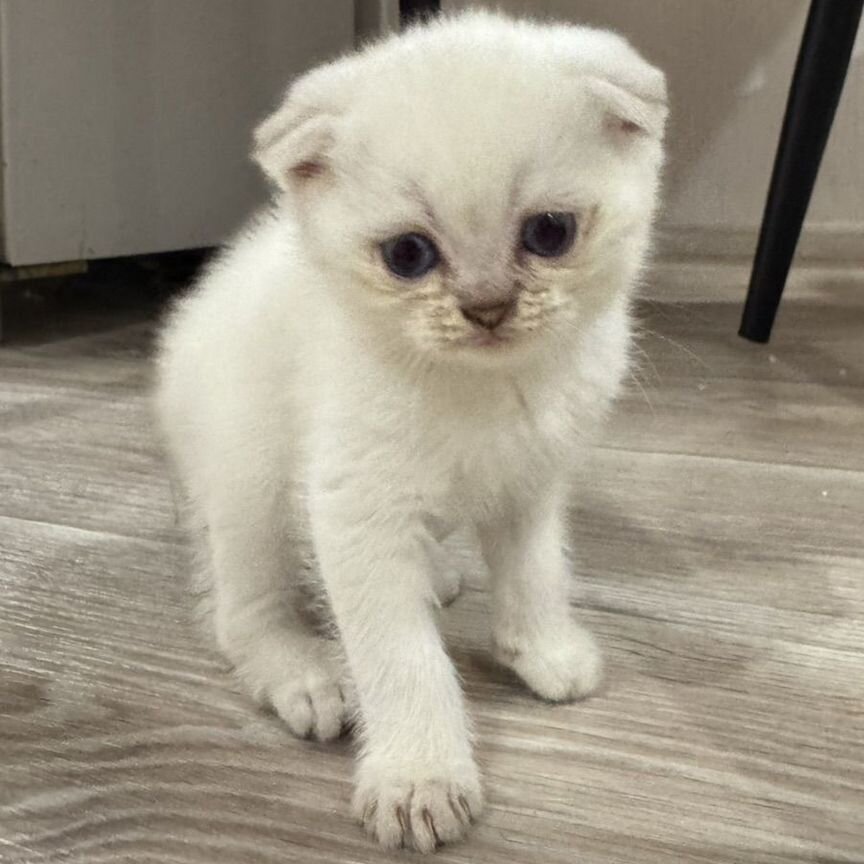 Шотландский прямоухий короткошёрстный котёнок