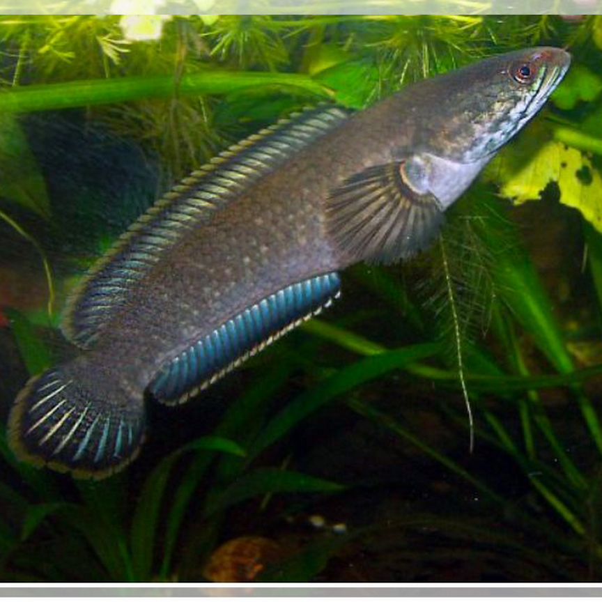 Змееголов карликовый Channa gachua