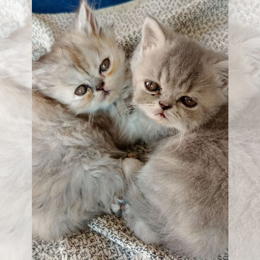 Экзотическая кошка