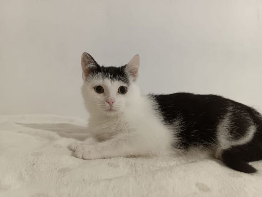 Котенок кот как Японский бобтейл в добрые руки