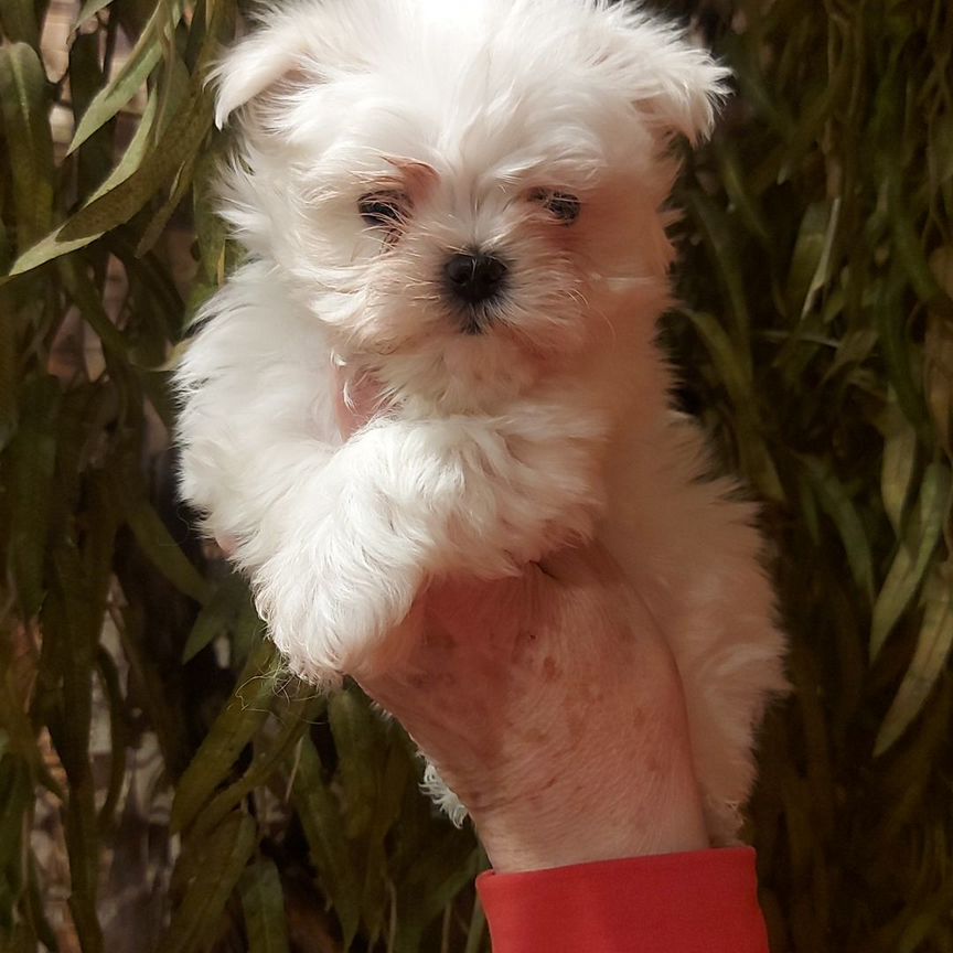 Мальтийская болонка