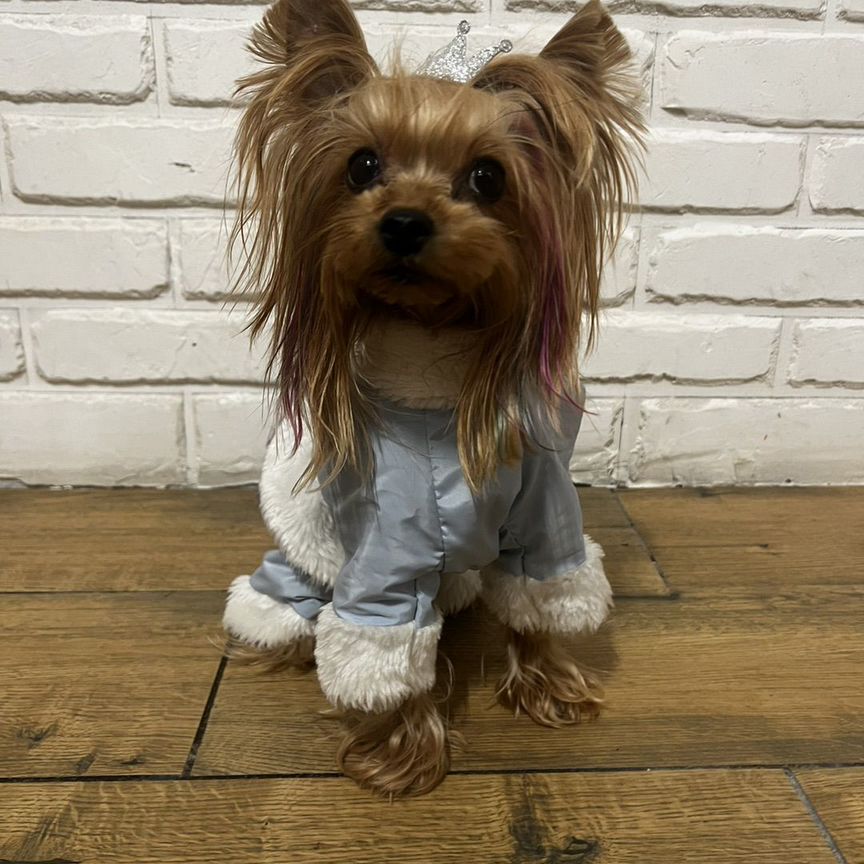 Йоркширский терьер щенки