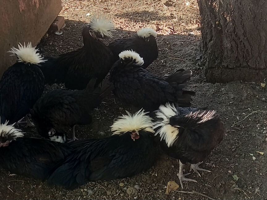 Петух голландский белохохлый и петух сибрайт