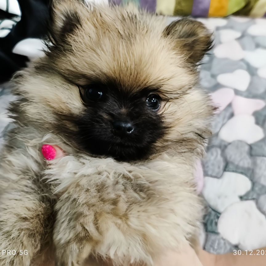 Померанский шпиц, щенок