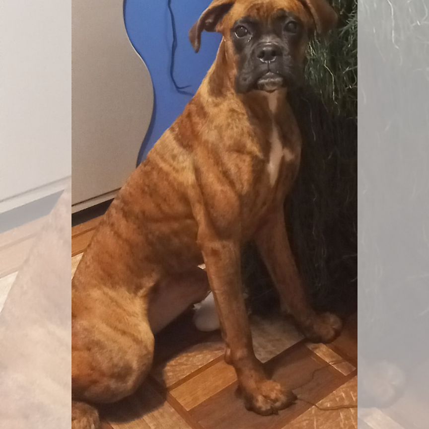 Отдам боксер собака