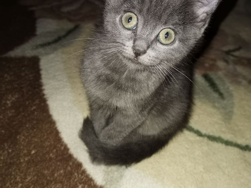 Отдам котенка мальчик