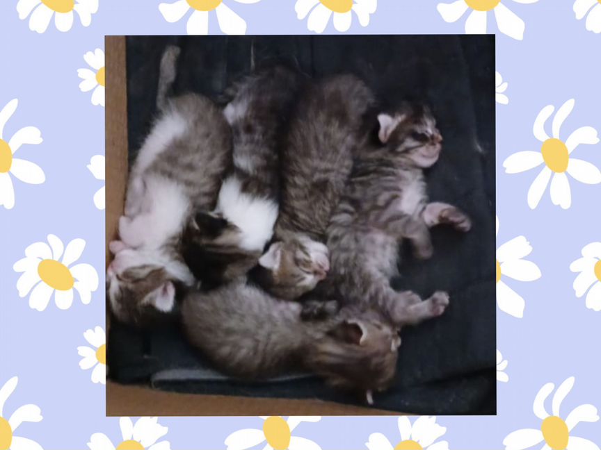 Отдам замурчательных котят в добрые руки