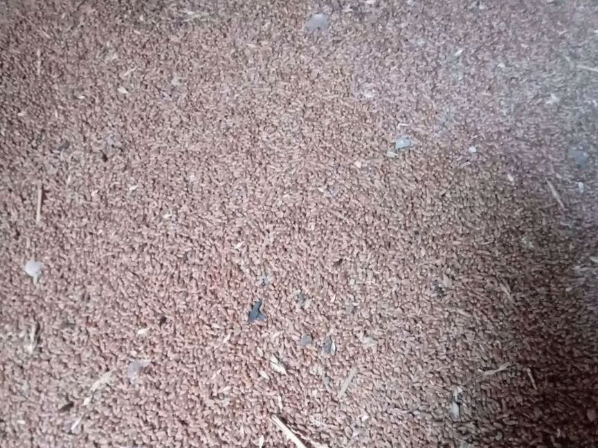 Гречиха, Семечко на корм