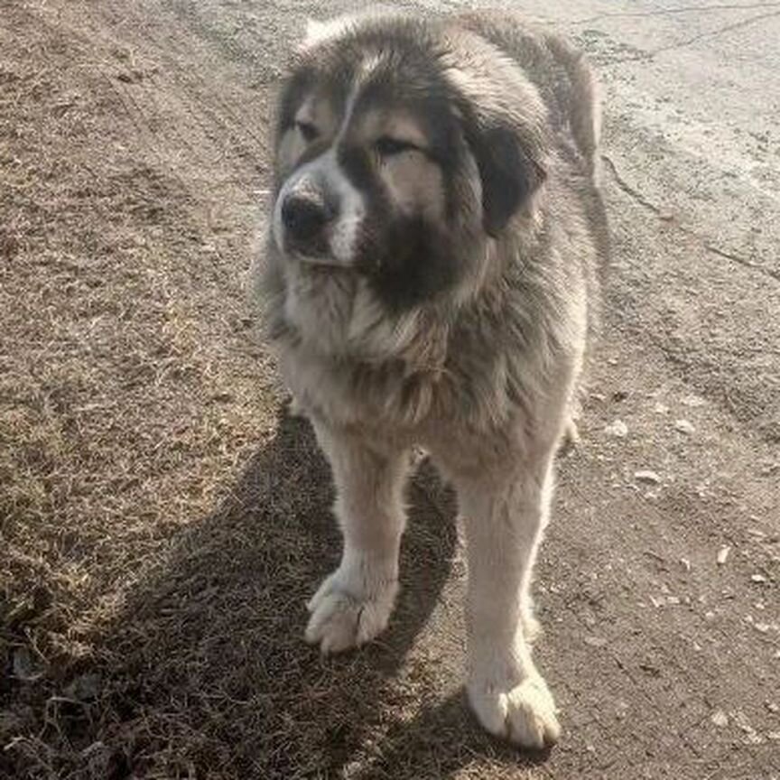 Кавказская овчарка, взрослая собака