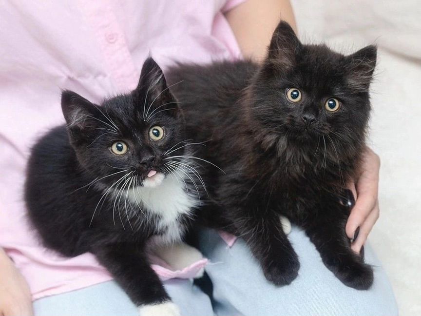 Котята Пиф и Пуф (2,5 мес.) в поисках дома