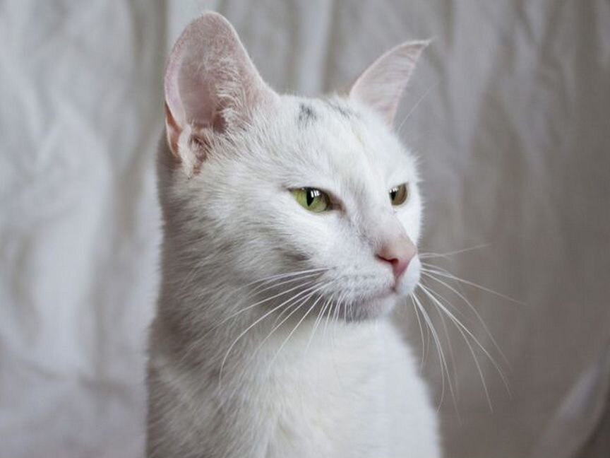 Найден белый кот