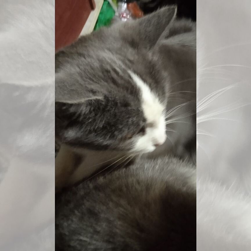 Ищем добрых родителей