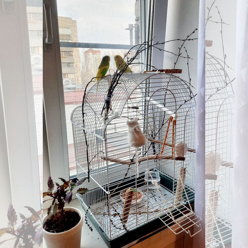 Волнистый попугай с клеткой