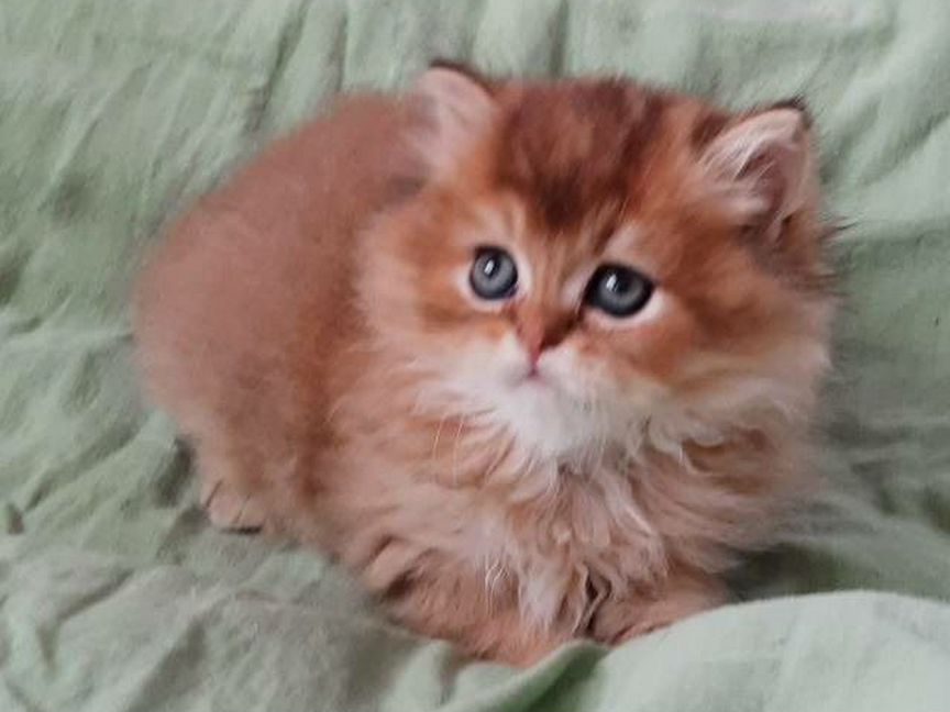 Шикарный золотой котик