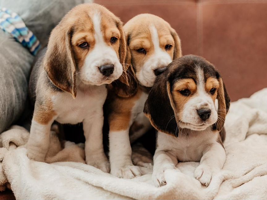 Щенки бигль