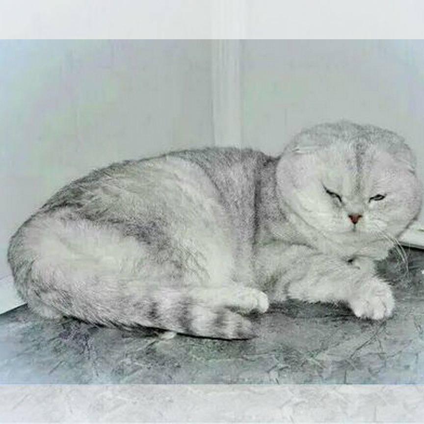 Кот шотландский вислоухий серебристая шиншилла