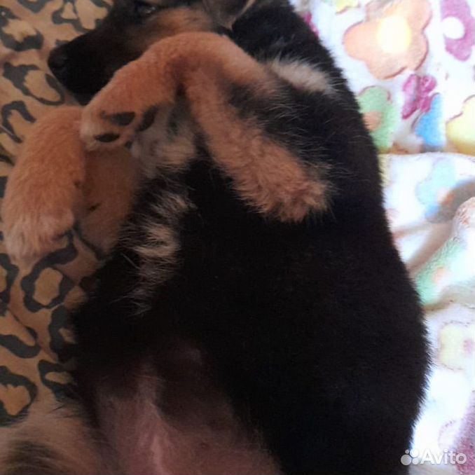 Щенки спасённые от живодёров