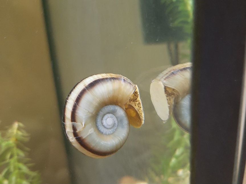 Улитка Мариза