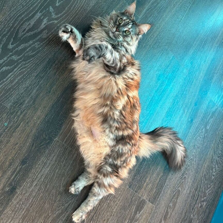 Кошка мейн кун