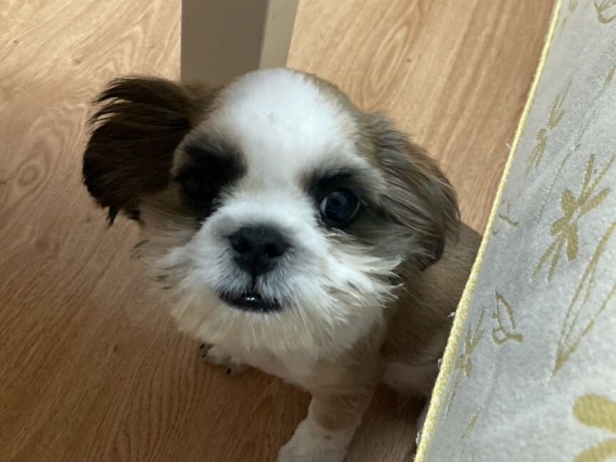 Щенки ши-тцу