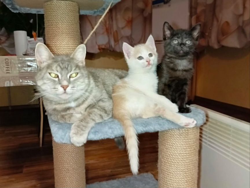 Котята в добрые руки