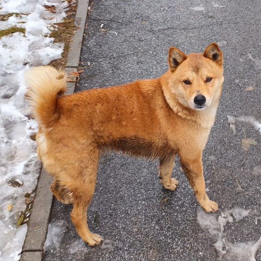 Сиба-ину, взрослый пёс