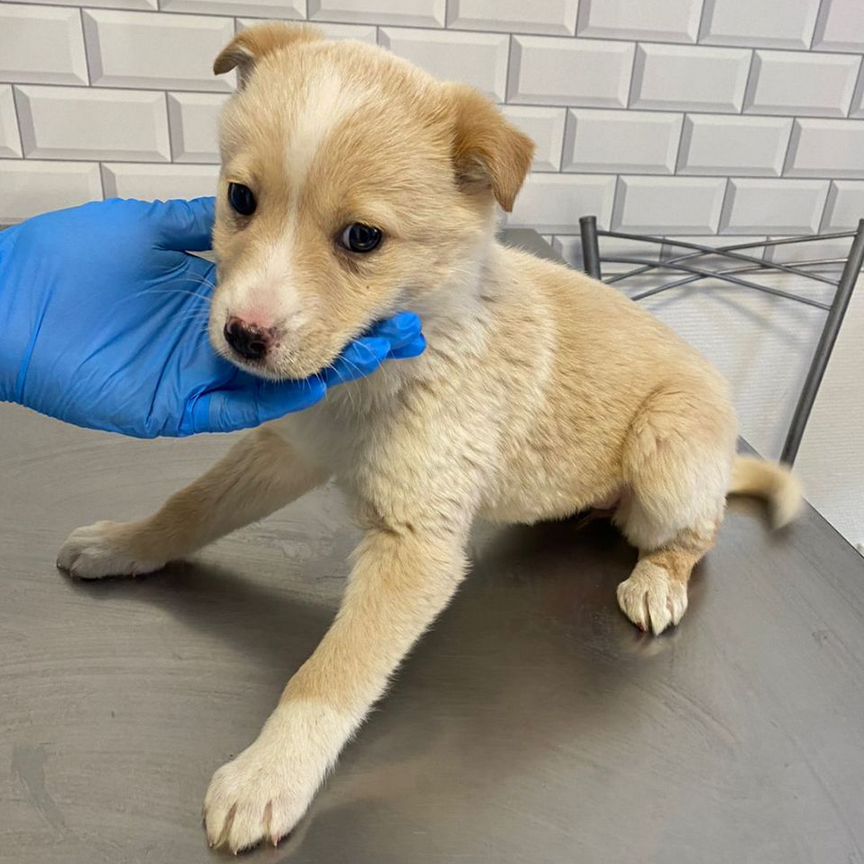 Щенки доя охраны