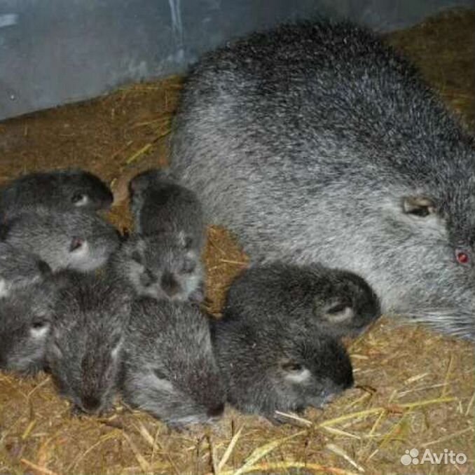 Нутрии на племя и мясо