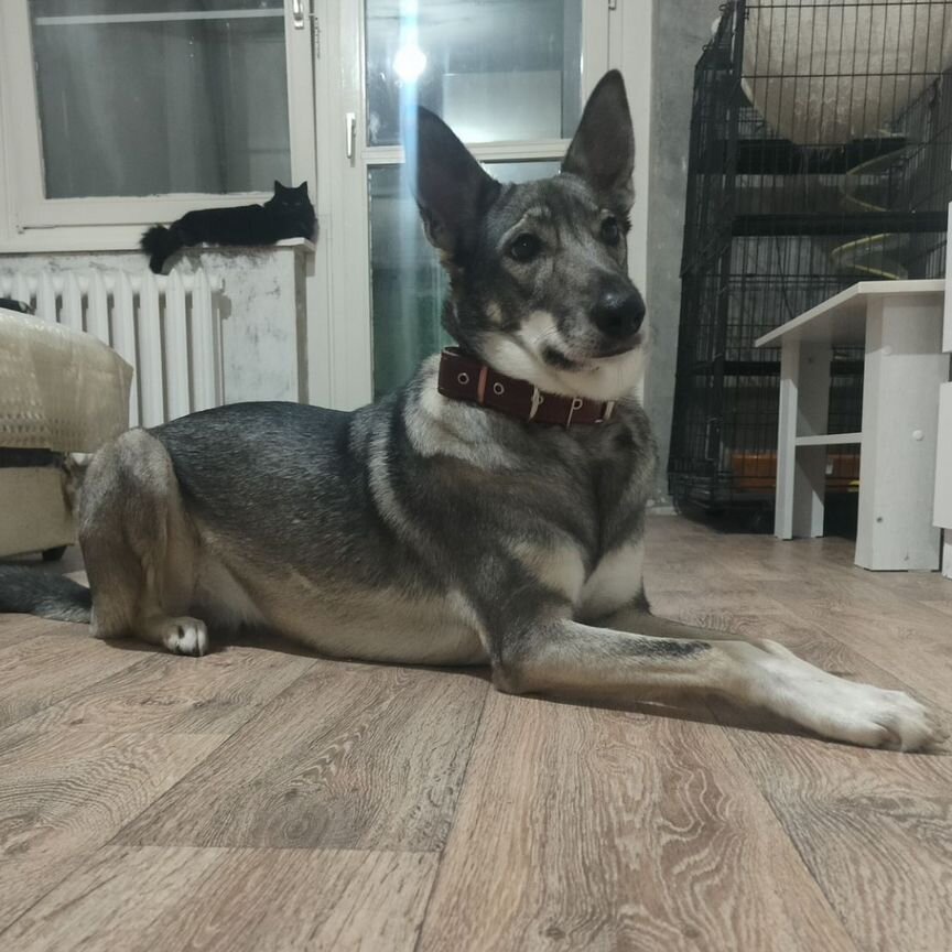 Взрослая собака в добрые руки