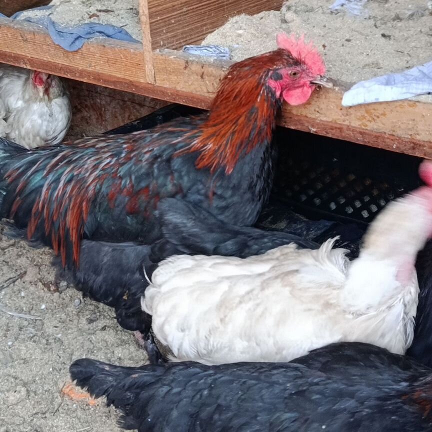 Молодые петухи