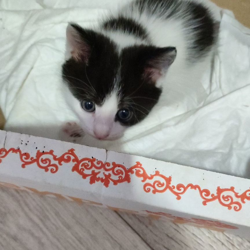 Отдам котят в добрые руки,1,5 месяца