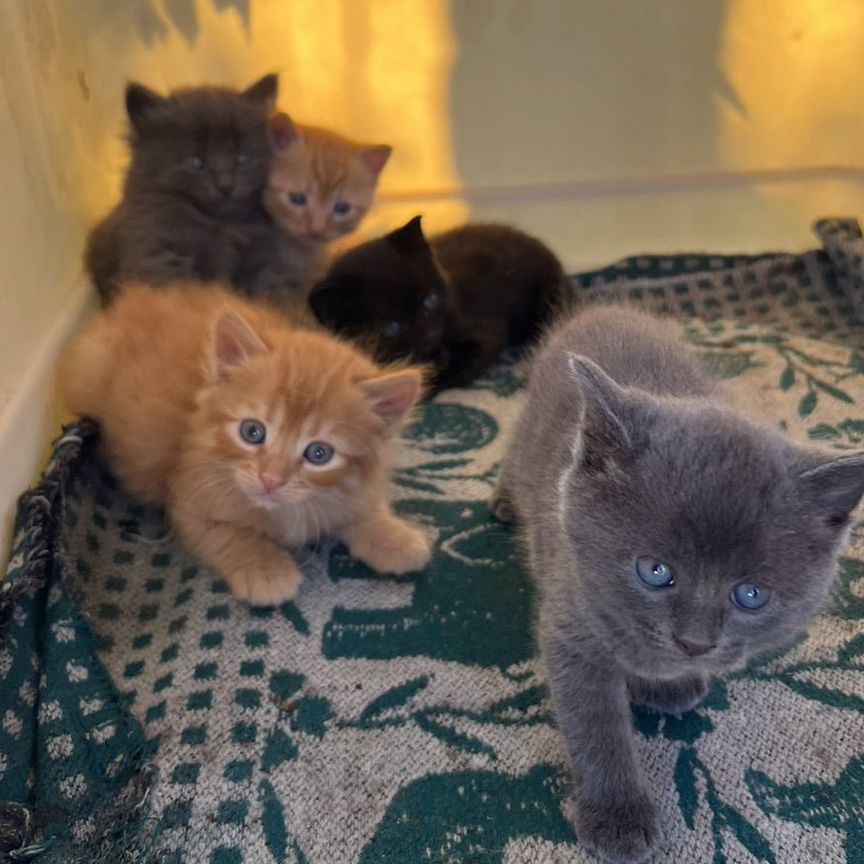 Котята прекрасные, умные и красивые