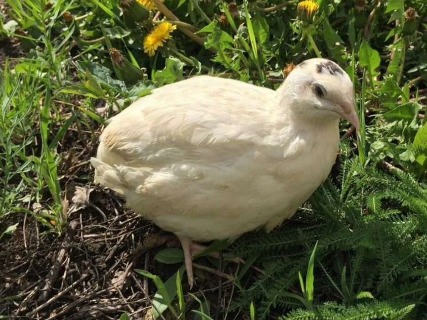 Перепела Техасцы, яйца для инкубации, клетки