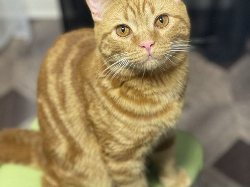 Кот шотландец вязка
