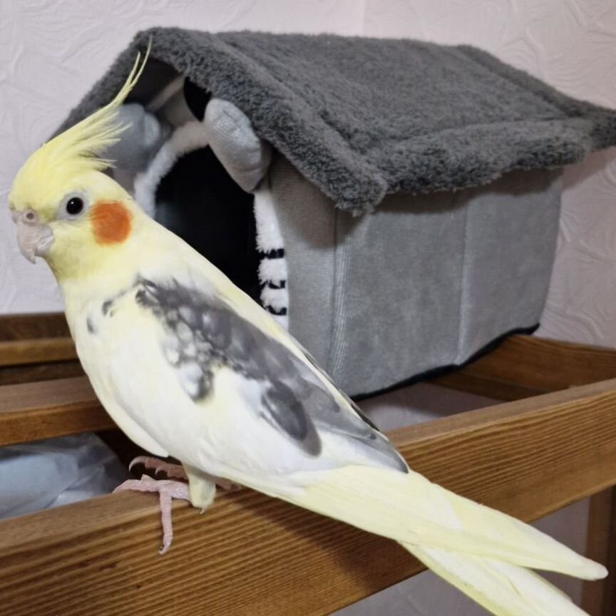 Попугай корелла ручной с клеткой