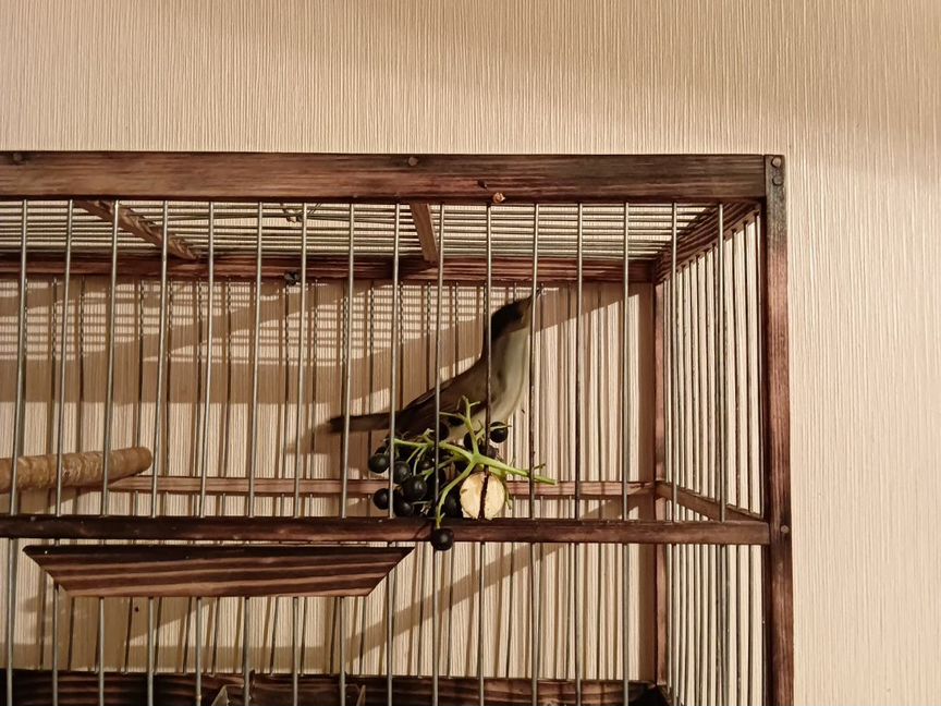 Славка-черноголовка