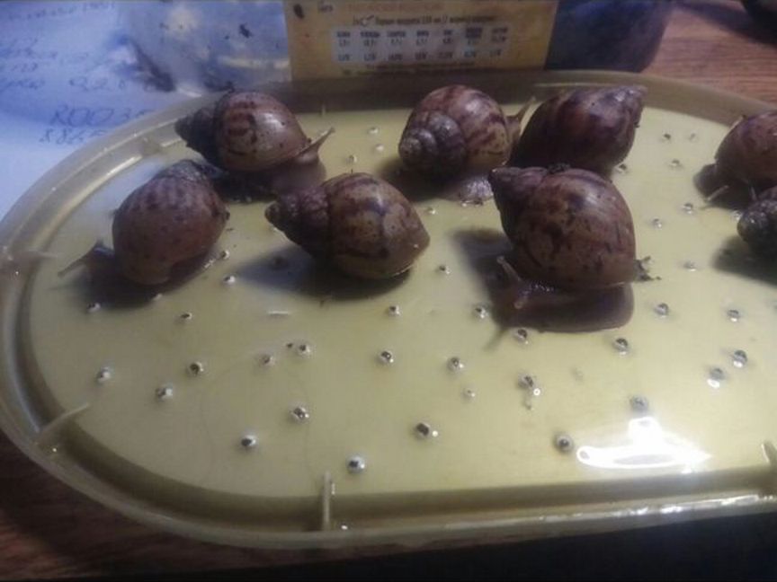 Улитки ахатины бесплатно