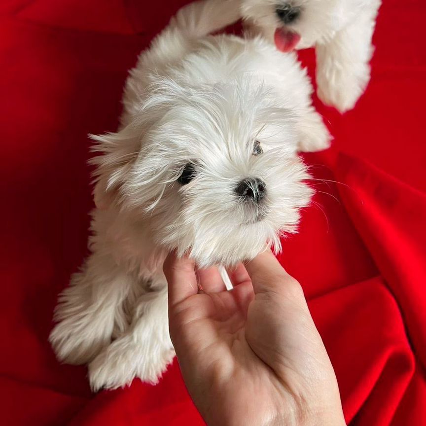 Куколки мальтенезе