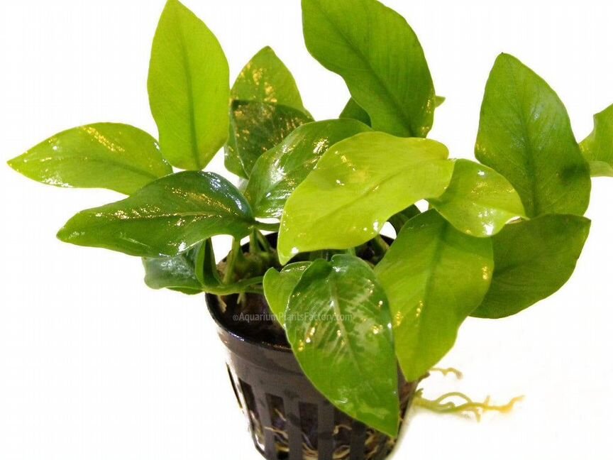 Анубиас Бартери Нана голд