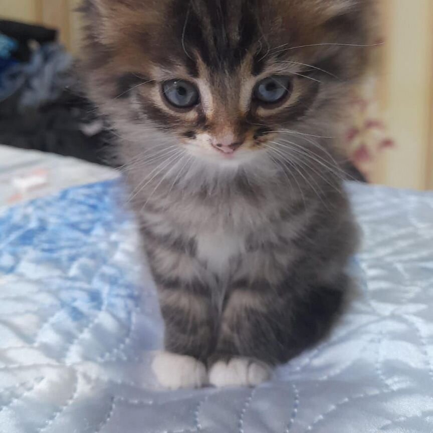 Два котенка ищут добрых и заботливых хозяев