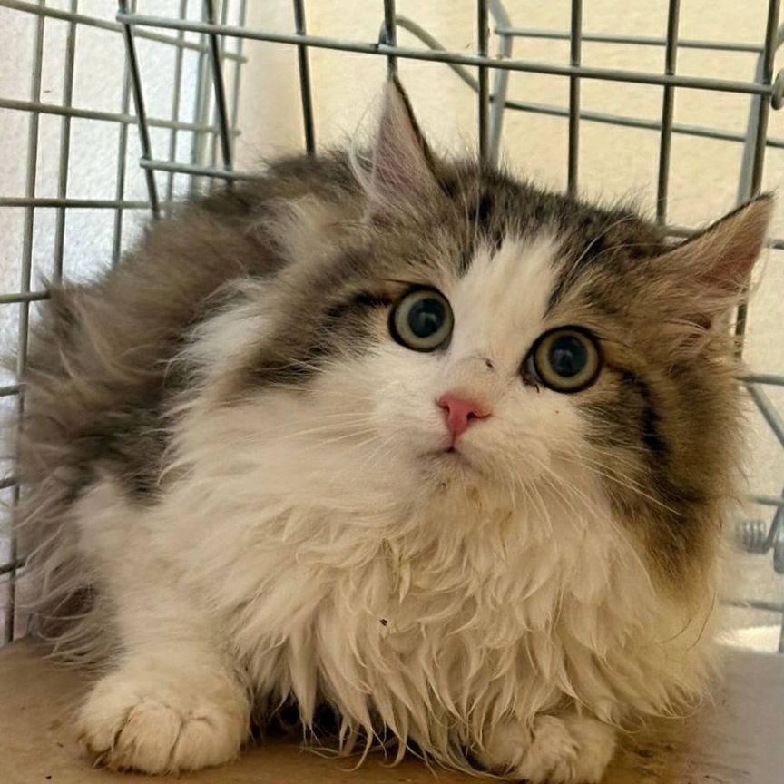 Котёнок в добрые руки