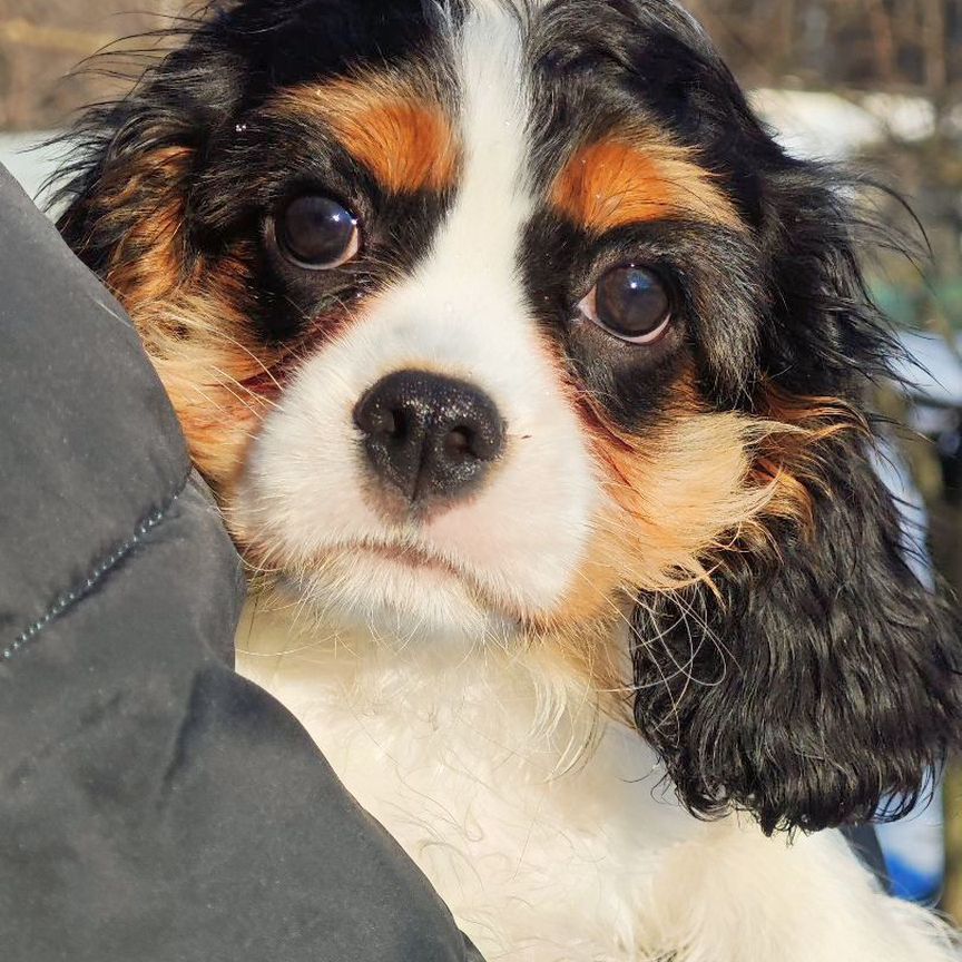 Кавалер Кинг Чарльз спаниель девочка